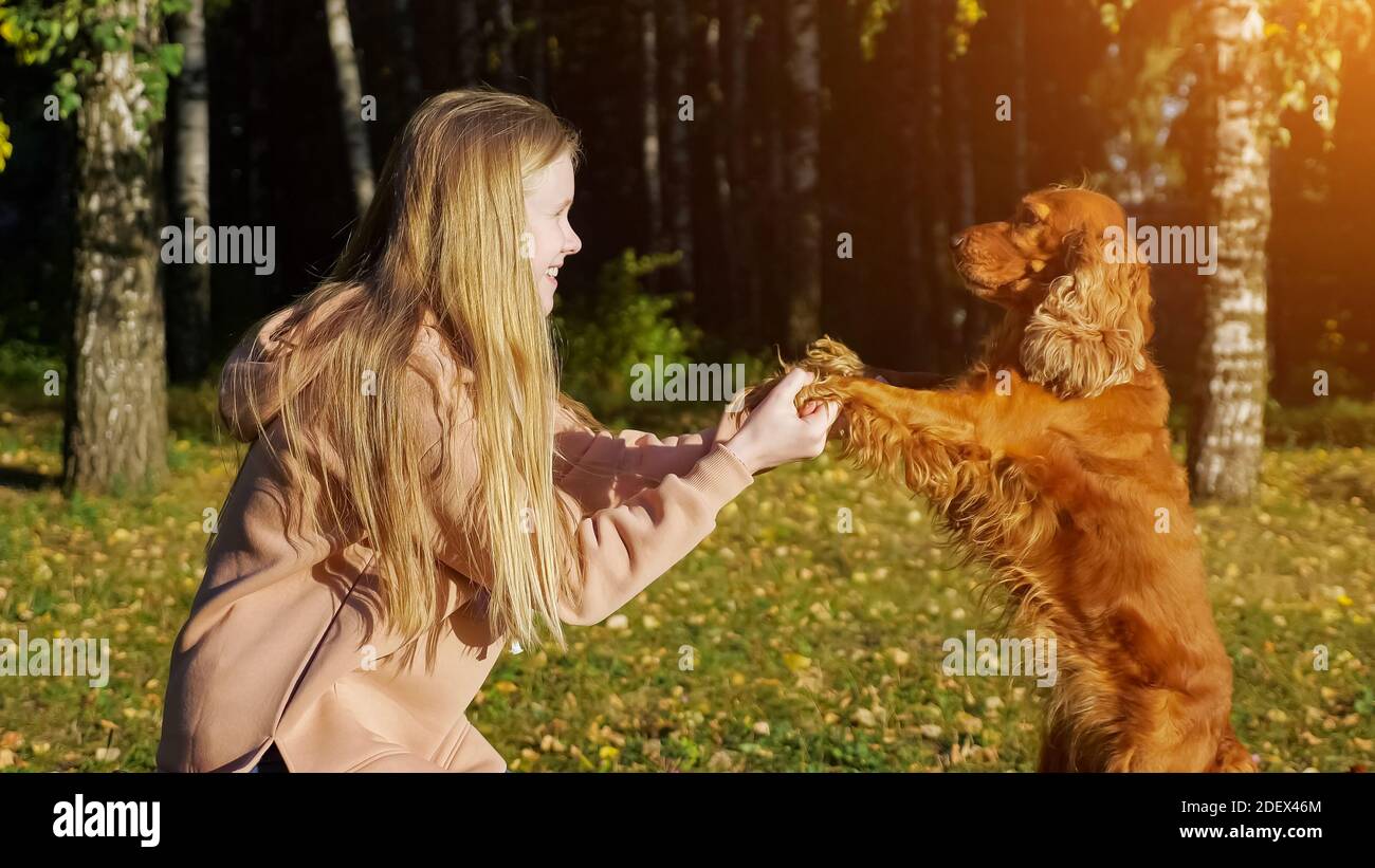 Cocker spaniel ginger hi-res stock photography and images - Alamy