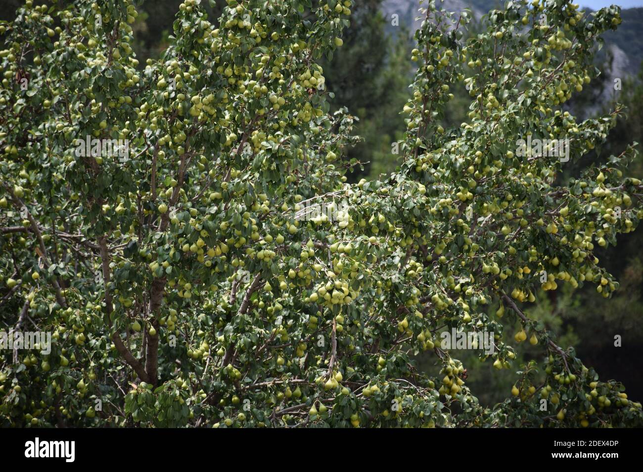 Pear tree in Ephesus Turkey Stock Photo - Alamy