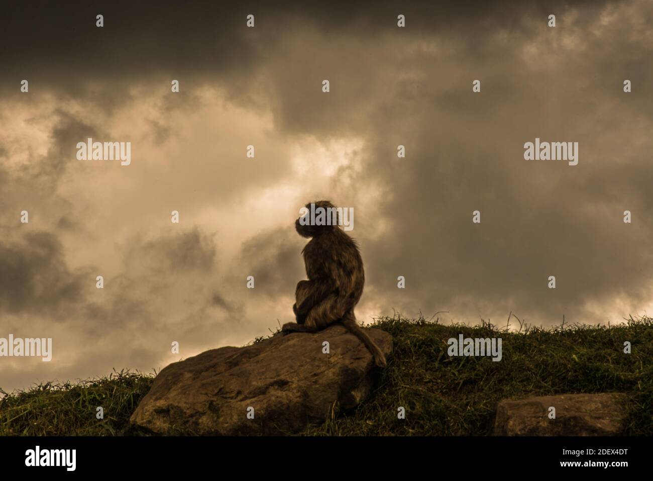 Monkey looking to the sky hi-res stock photography and images - Alamy