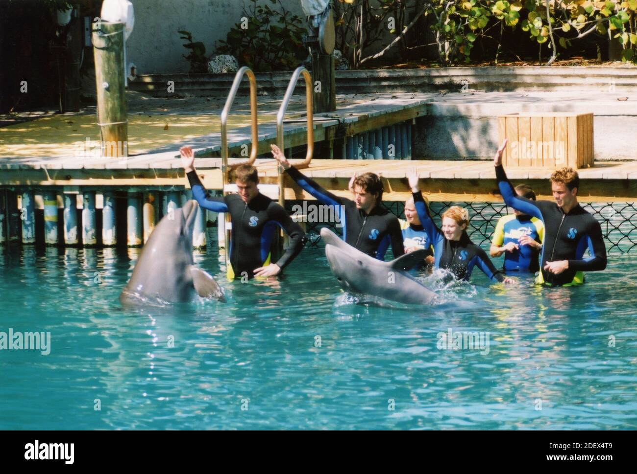 Dolphin trainers in action Stock Photo - Alamy