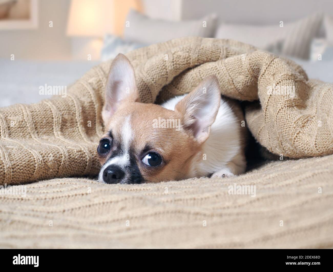 Cute little dog snug in a blanket Stock Photo - Alamy