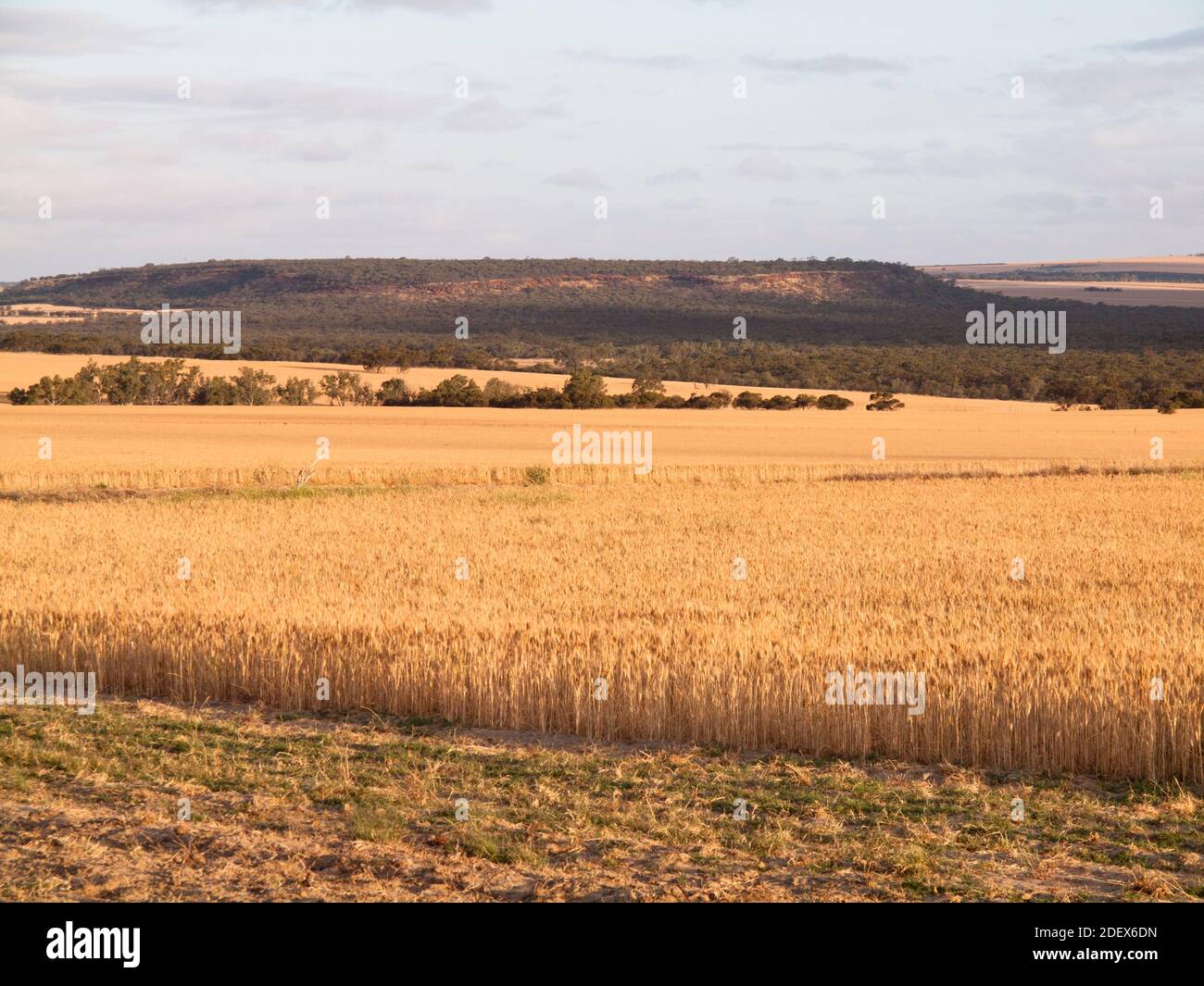 Wheat field in the Western Australian Mid-West near Morawa Stock Photo ...