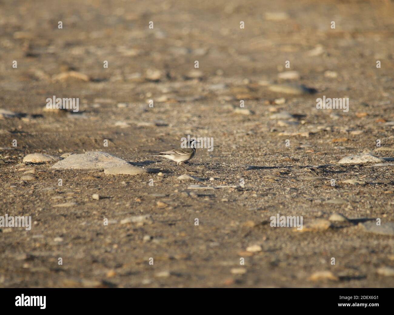 Bird stands on the soil, you can hardly see him Stock Photo - Alamy