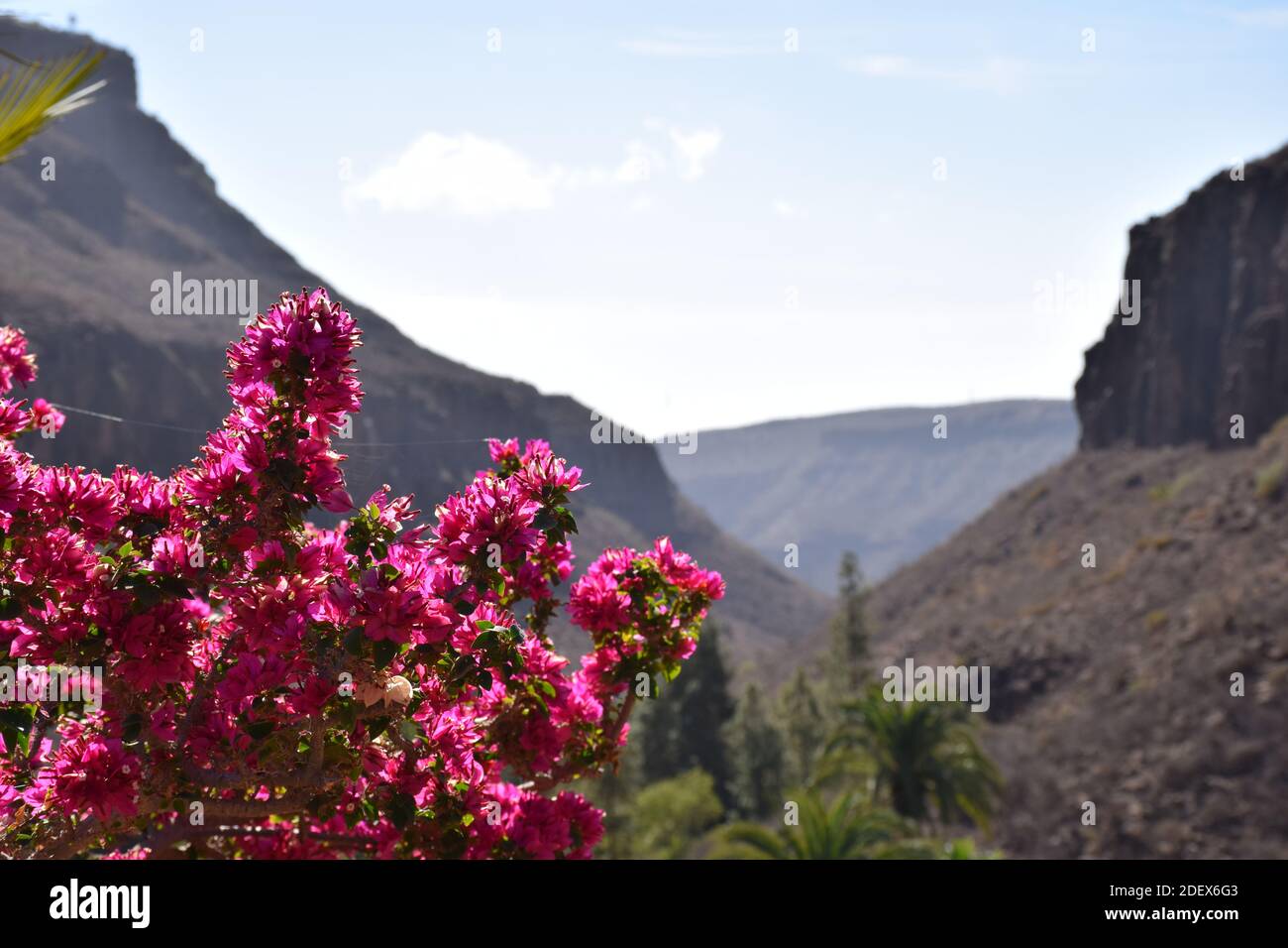 Flower in a Canyon Stock Photo - Alamy