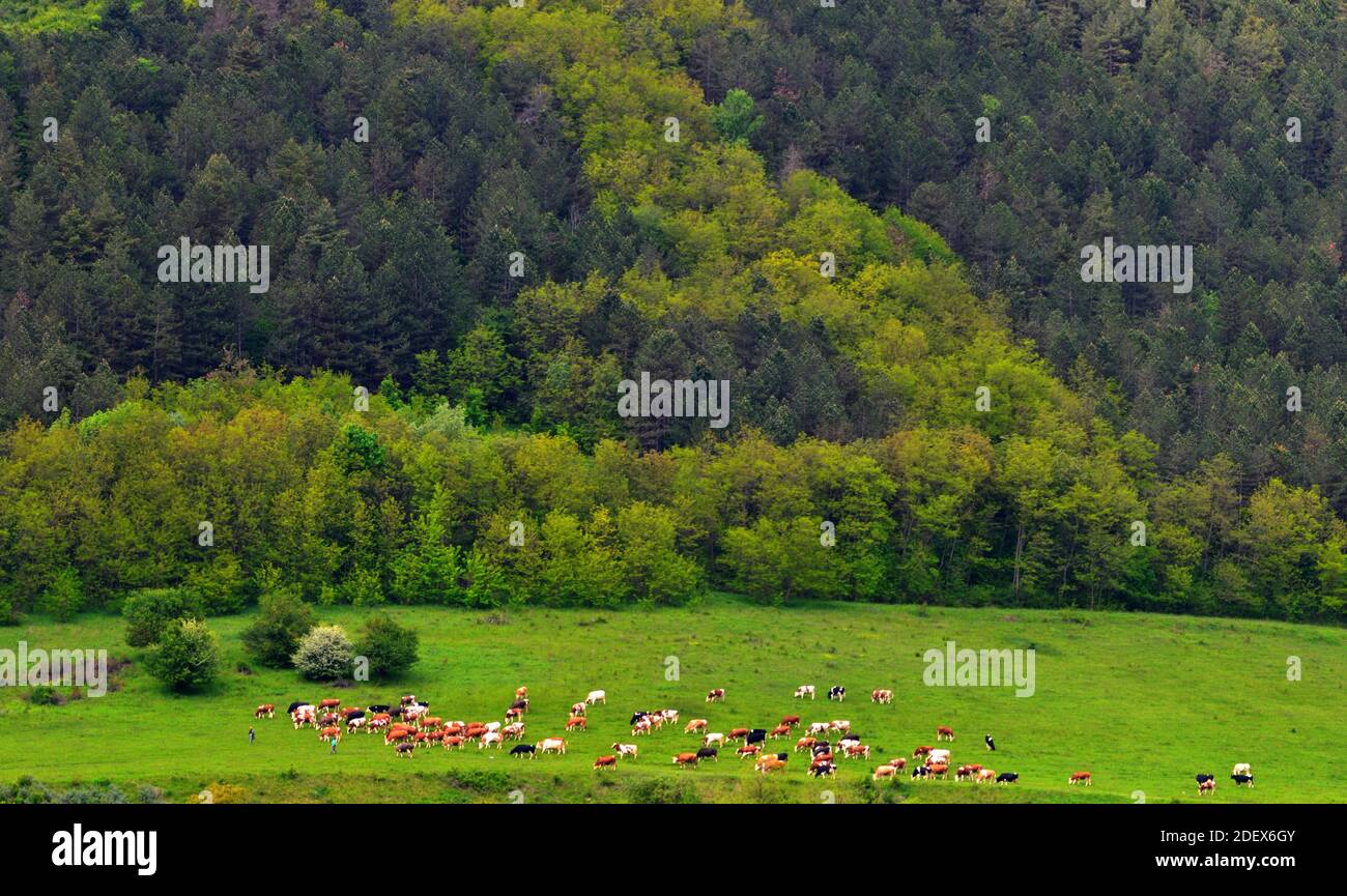 Many cows in livestock eating hi-res stock photography and images - Alamy