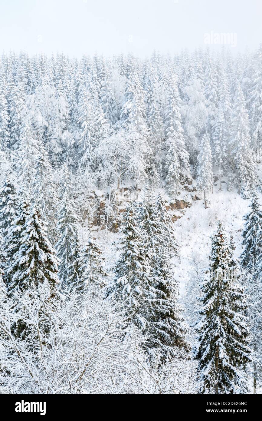 Aerial view of a forest landscape with hoarfrost hi-res stock ...