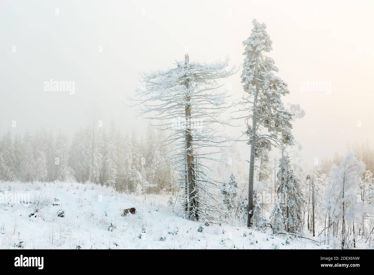 Old snag tree in a frosty winter wonderland Stock Photo - Alamy