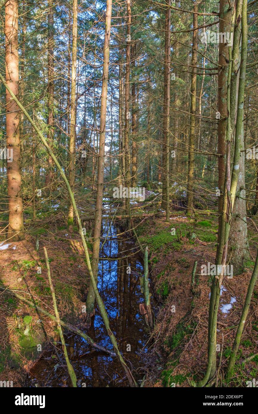 Drainage ditch in a forest planting of spruces Stock Photo - Alamy