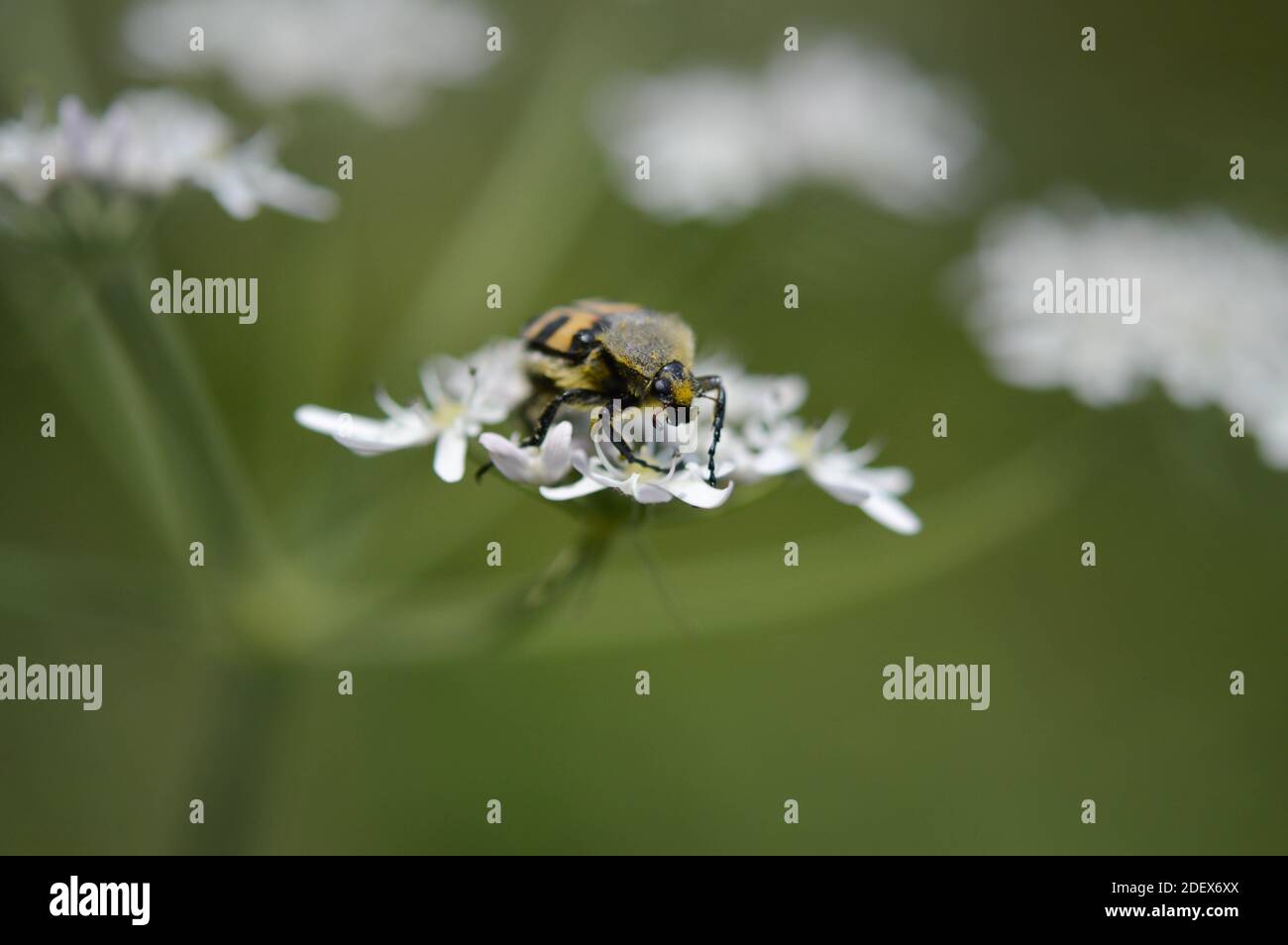 Bee beetle, scarab beetle (Trichius fasciatus), black and yellow hairy ...