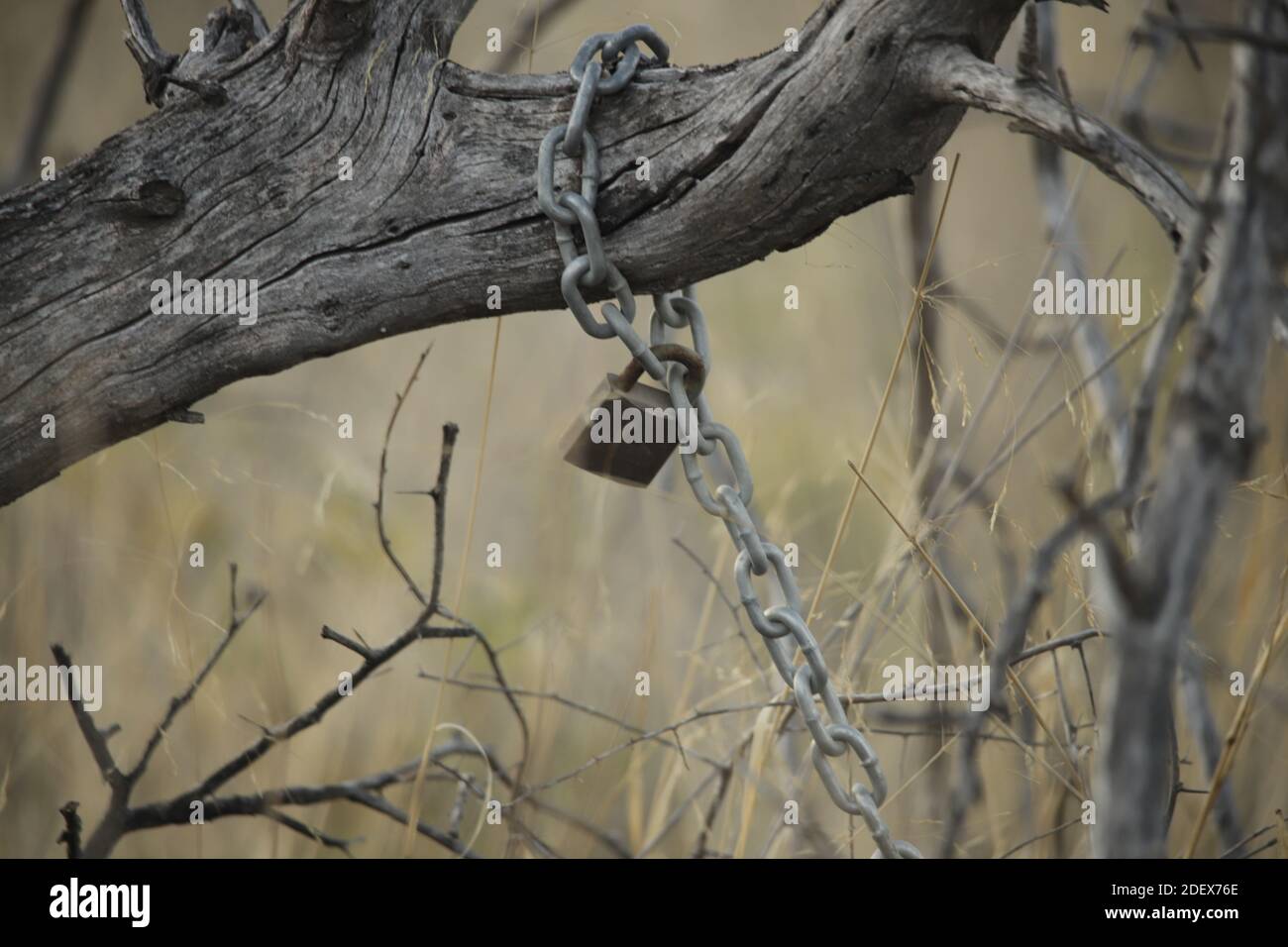 A padlock hangs in a tree. The question is why Stock Photo - Alamy
