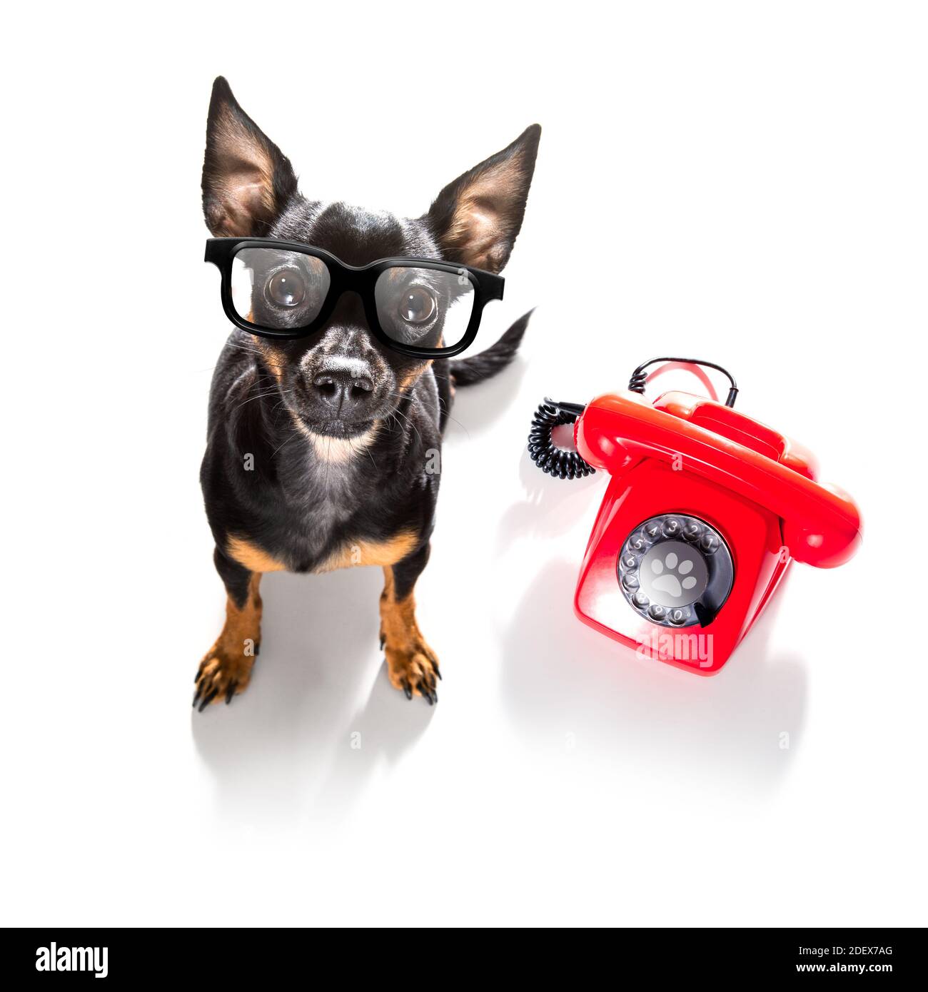 prague ratter dog on the phone or telephone isolated on white ...