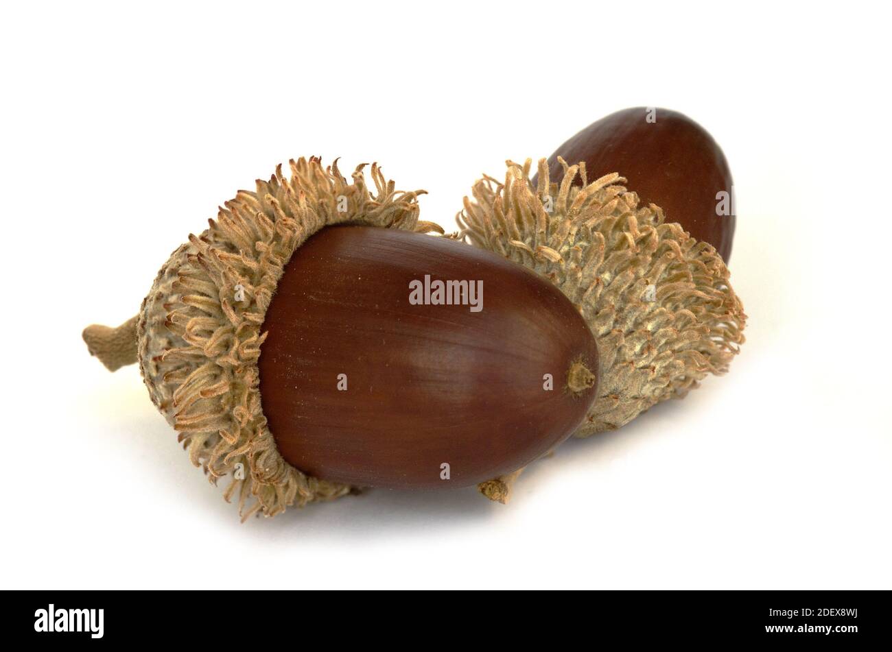 Two Cork Oak (Quercus suber) acorns isolated over a white background. Arrabida Natural Park ...