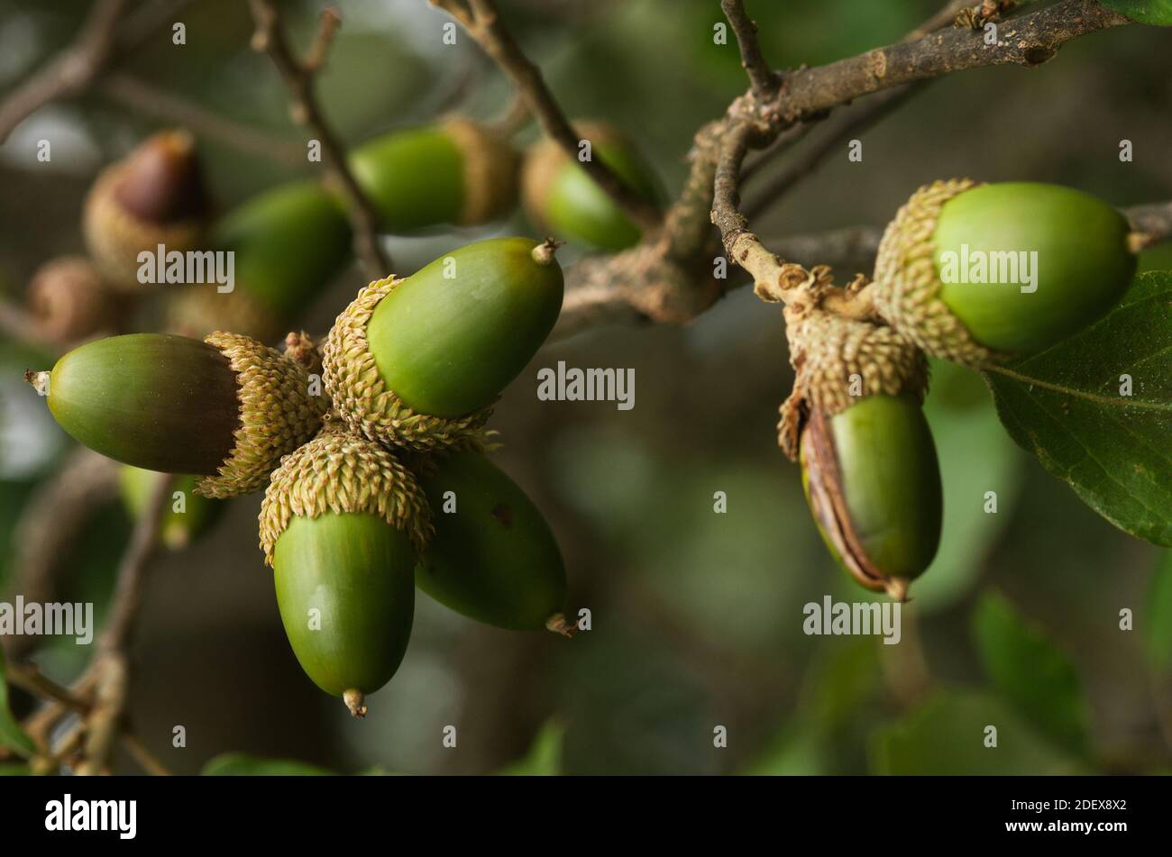 Cork oak acorn quercus suber hi-res stock photography and images - Alamy