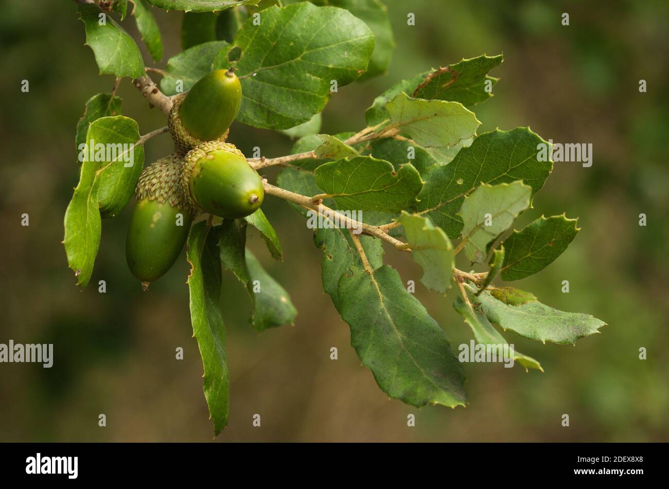 Three green Cork Oak (Quercus suber) acorns and leaves on a twig over an out of focus natural ...