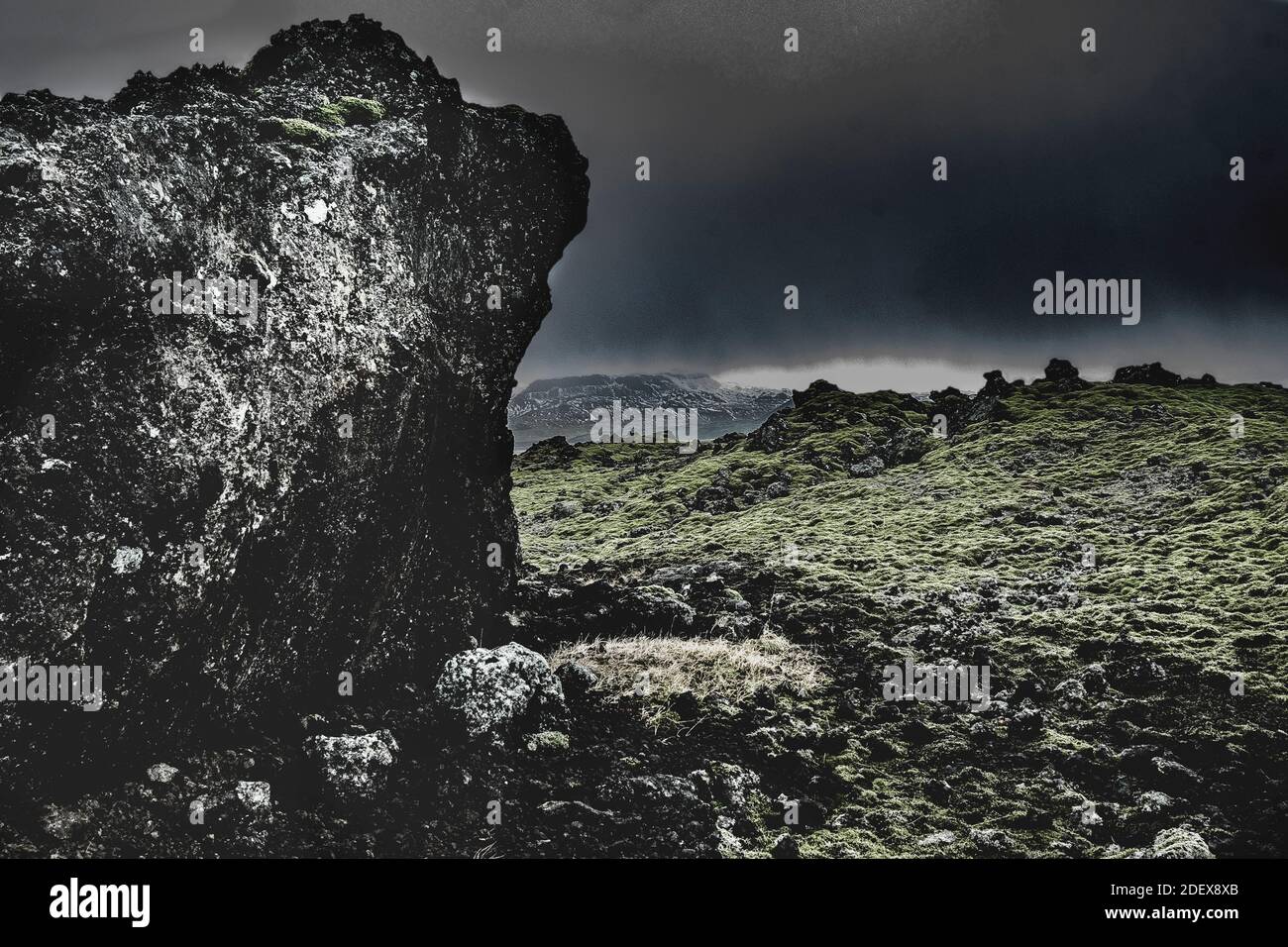 old lava fields of volcanic rock overgrown with Icelandic moss with ...