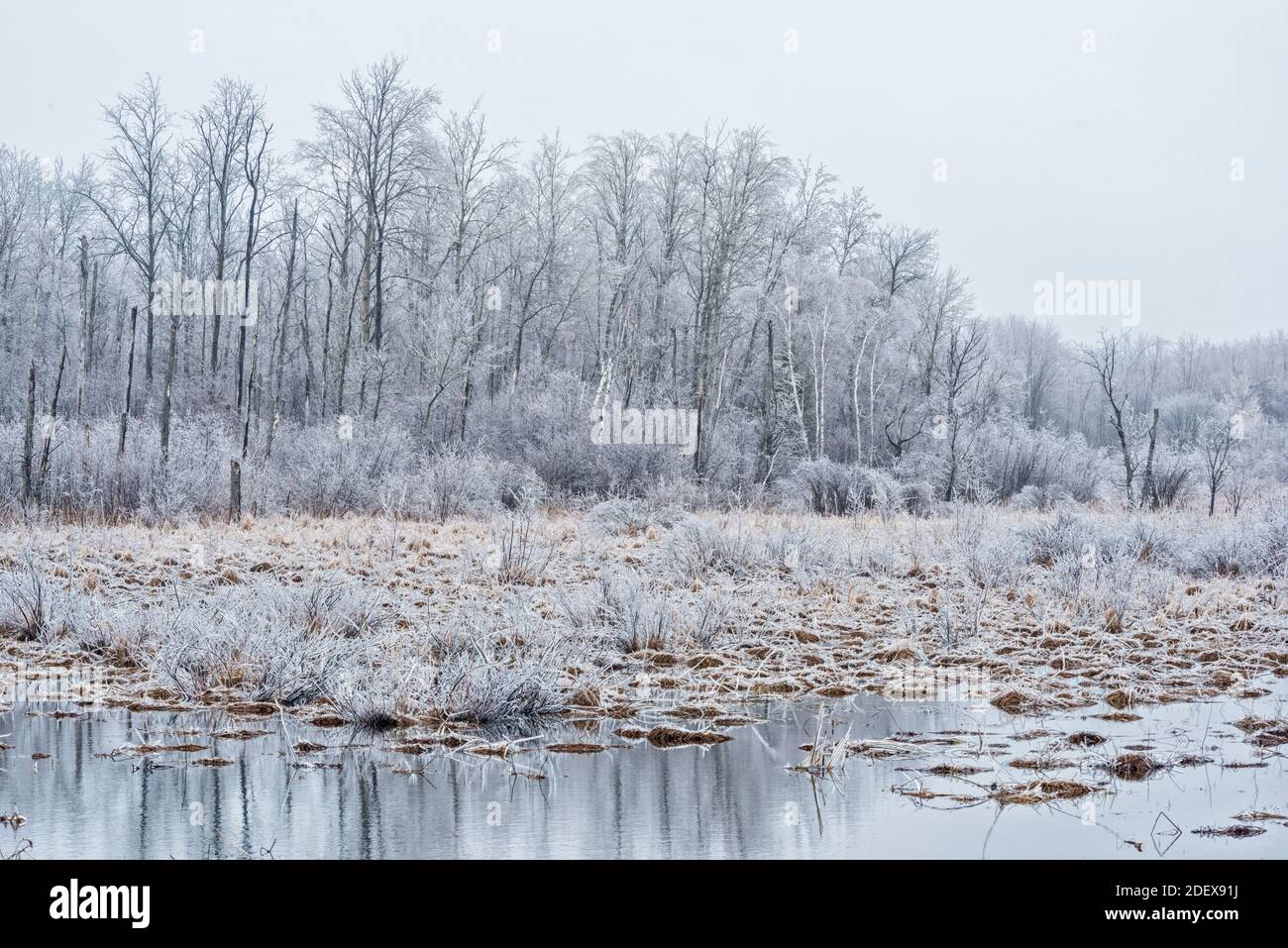 Ontario ice storm hi-res stock photography and images - Alamy