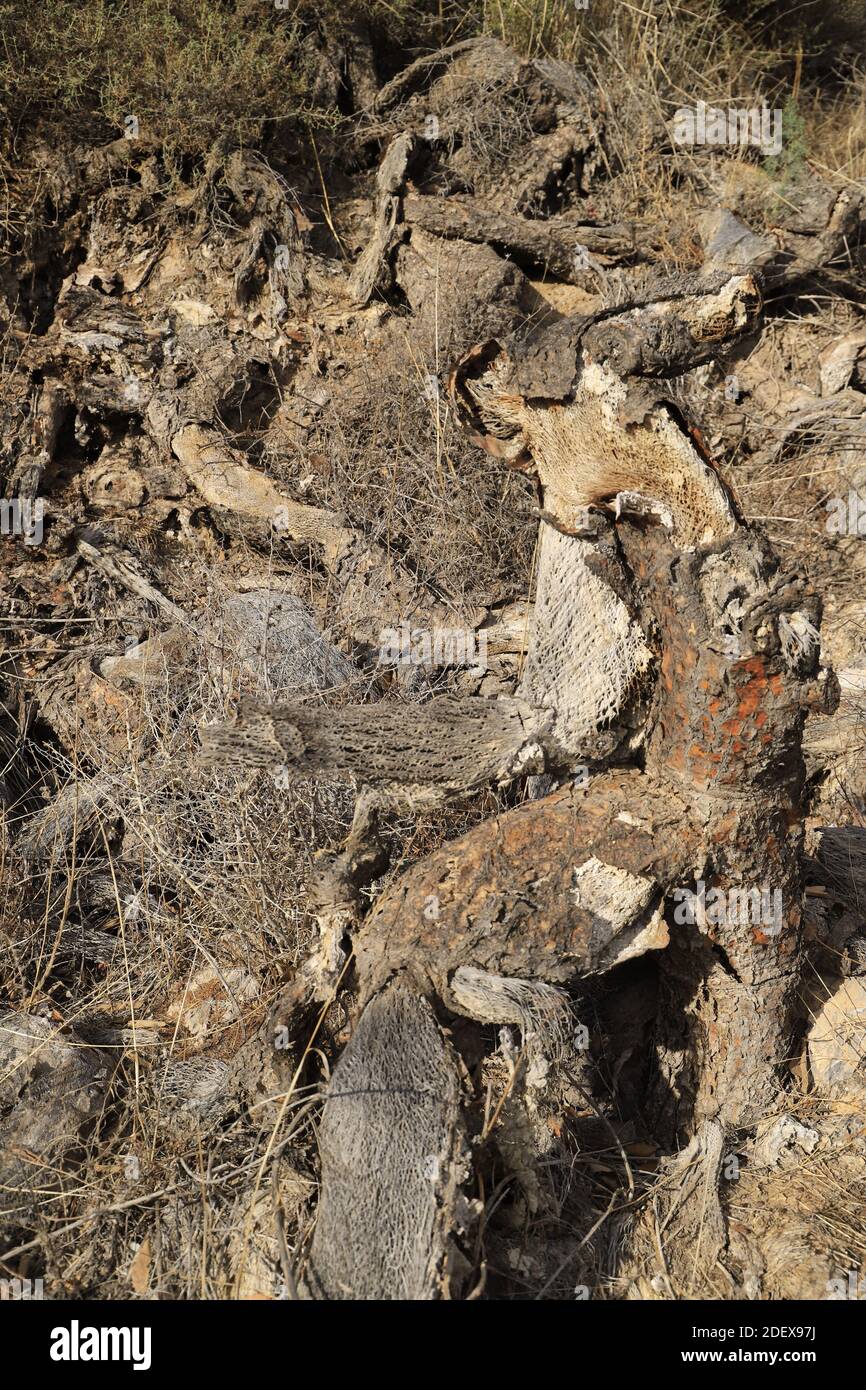 Skeleton of a cactus Stock Photo - Alamy