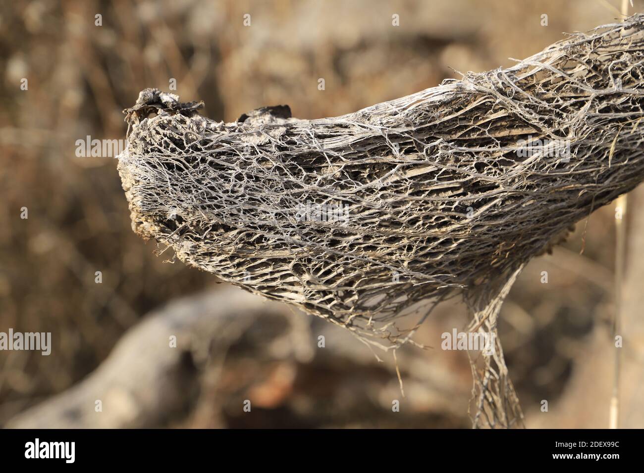 Skeleton of a cactus Stock Photo - Alamy
