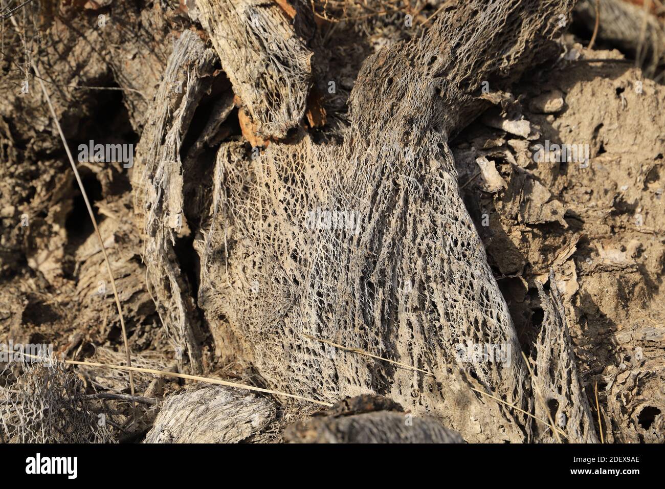 Skeleton of a cactus Stock Photo - Alamy