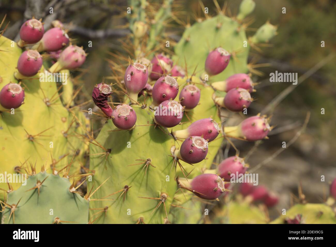 Cactus growing in the wild with pink fruits Stock Photo - Alamy