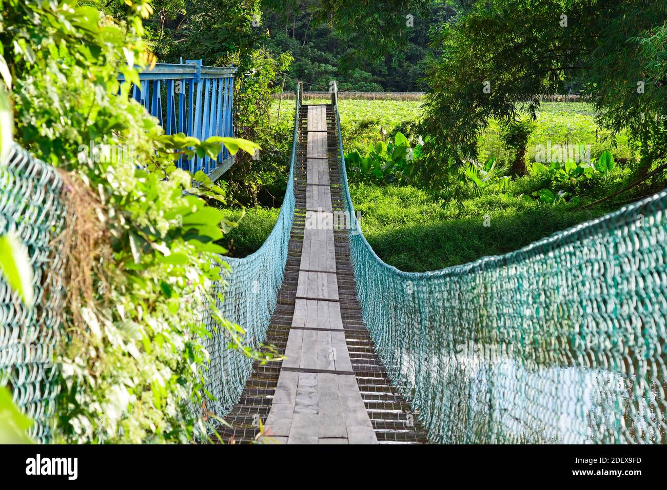 Hanging bridge full of green bushes and made of chain link fence and of ...
