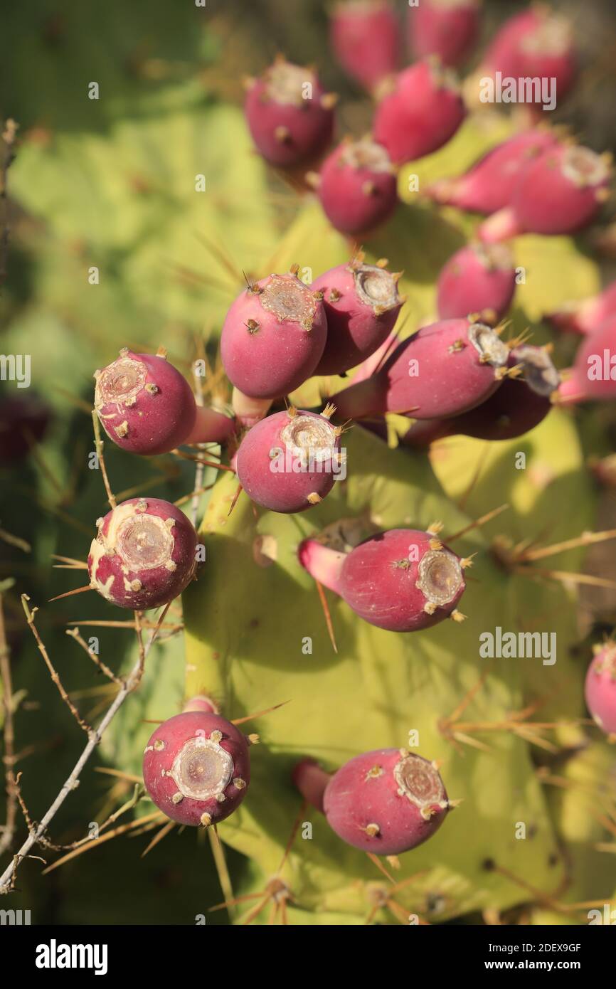 Cactus growing in the wild with pink fruits Stock Photo - Alamy