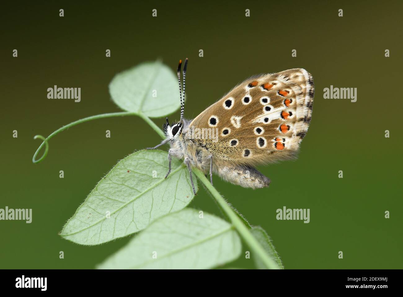 Female adonis blue hi-res stock photography and images - Alamy