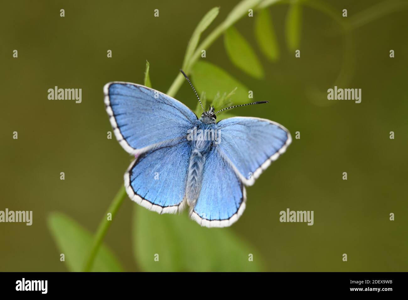 Adonis Blue Butterfly (Polyommatus bellargus) male perched on vetch ...