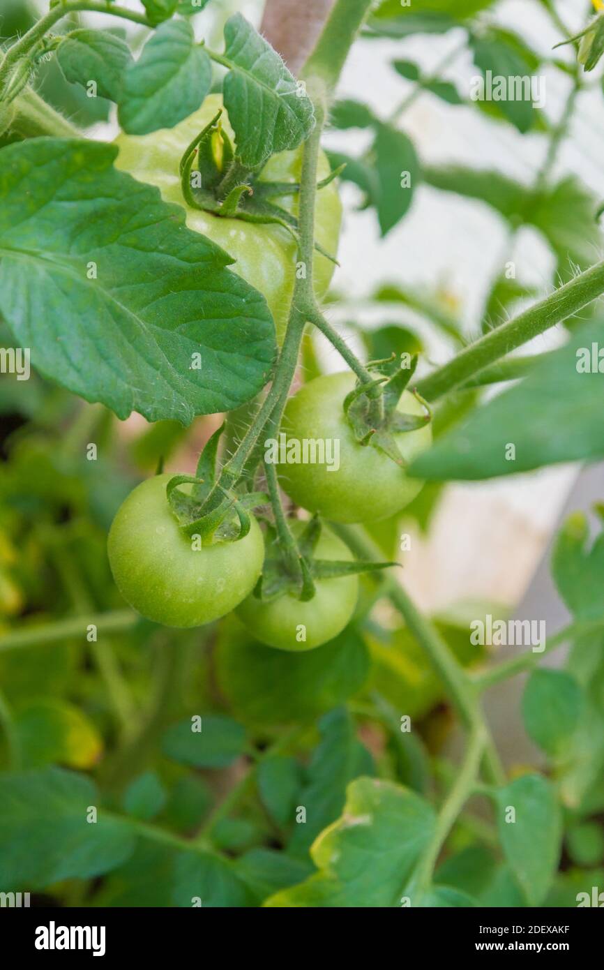 Small green tomatoes ripen in the greenhouse in summer Stock Photo - Alamy