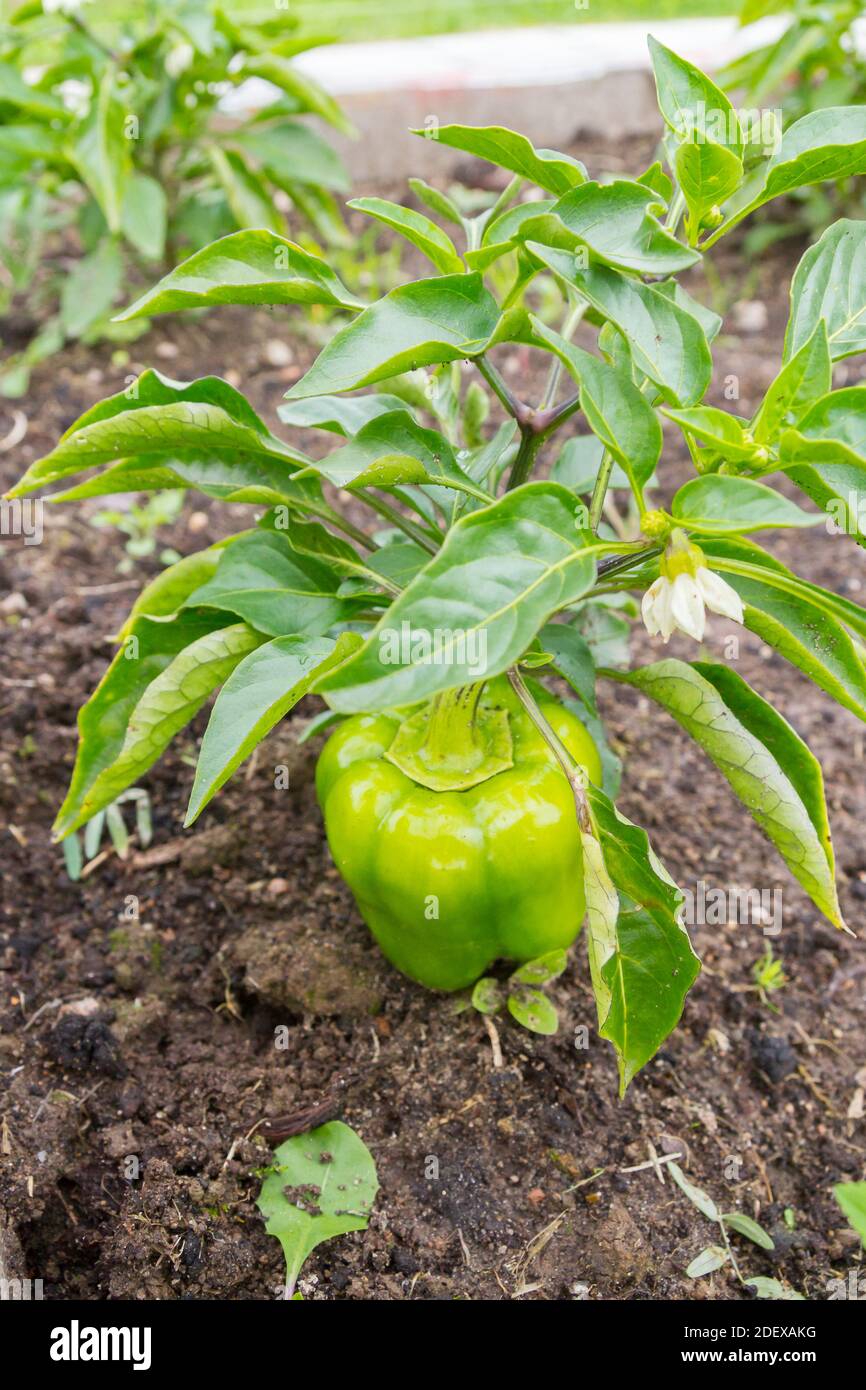 Green delicious sweet pepper grows in the garden in the summer Stock ...