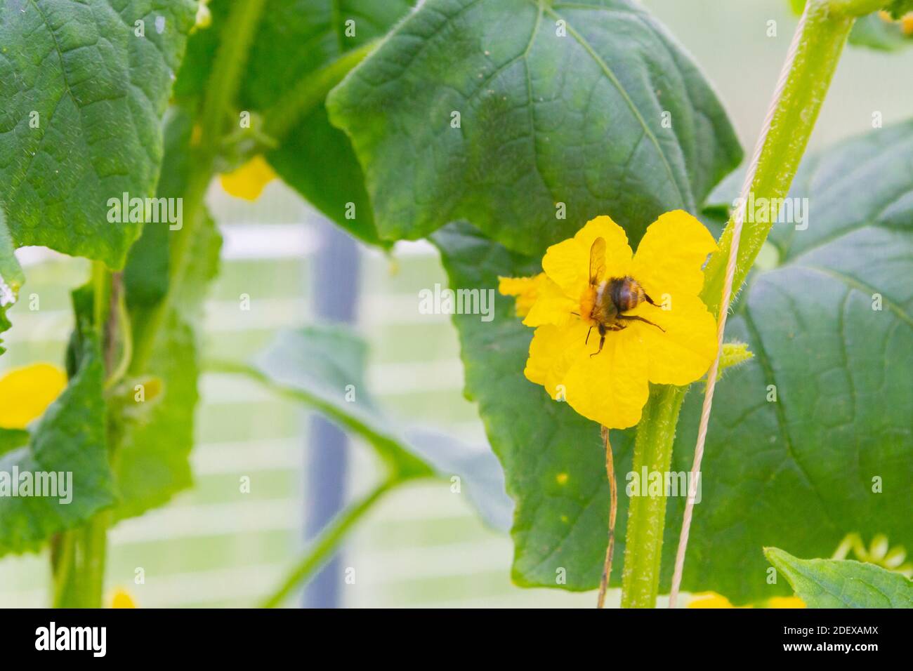 Cucumber flower with bee hi-res stock photography and images - Alamy