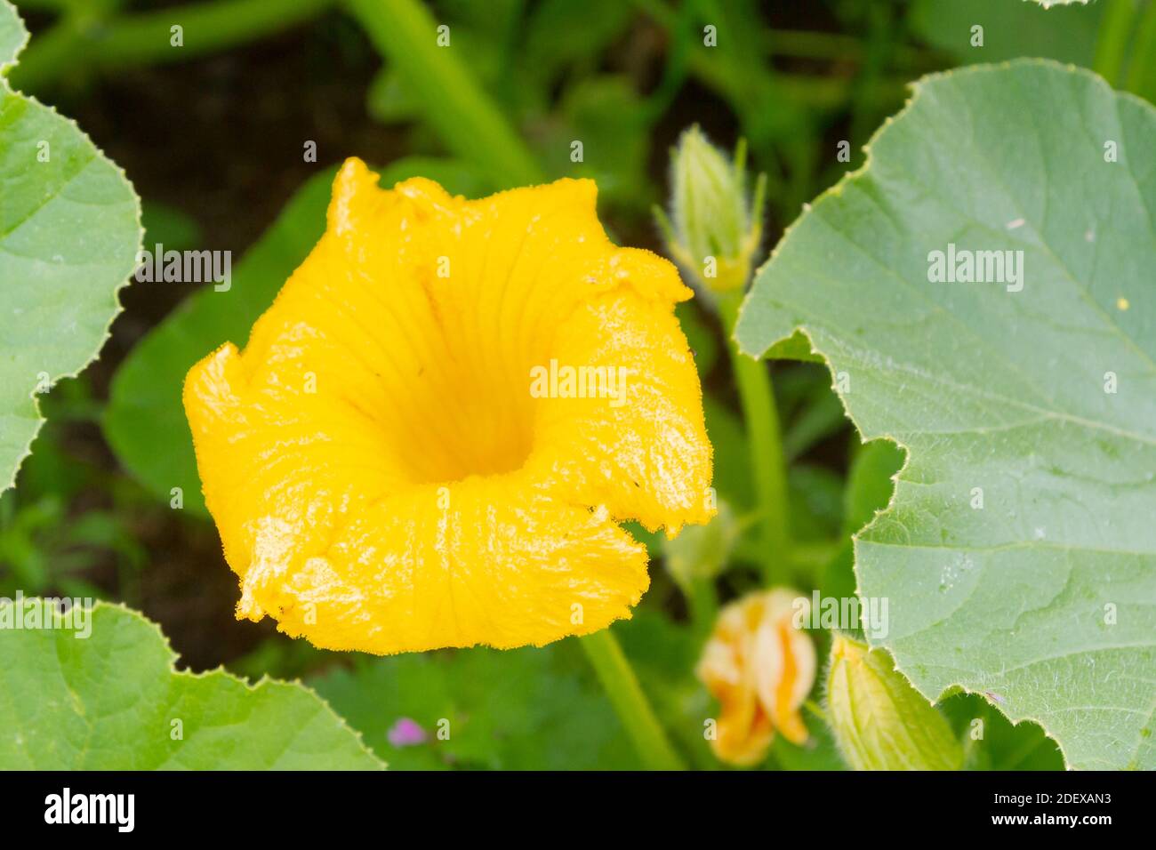Yellow flowers of zucchini embryos grow in the garden in the summer ...