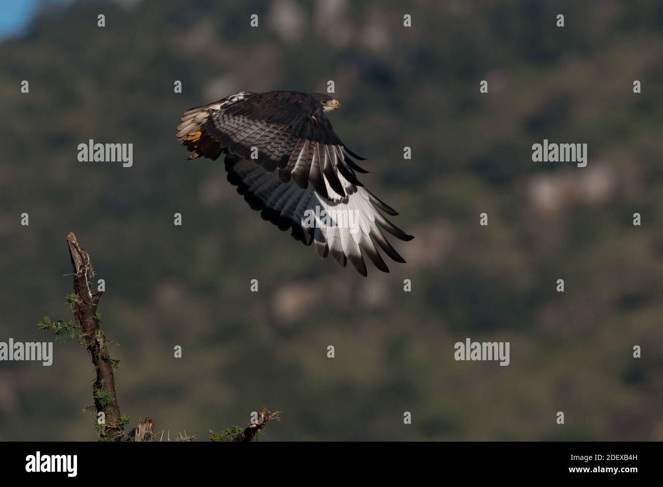 Buzzard behaviour hi-res stock photography and images - Alamy