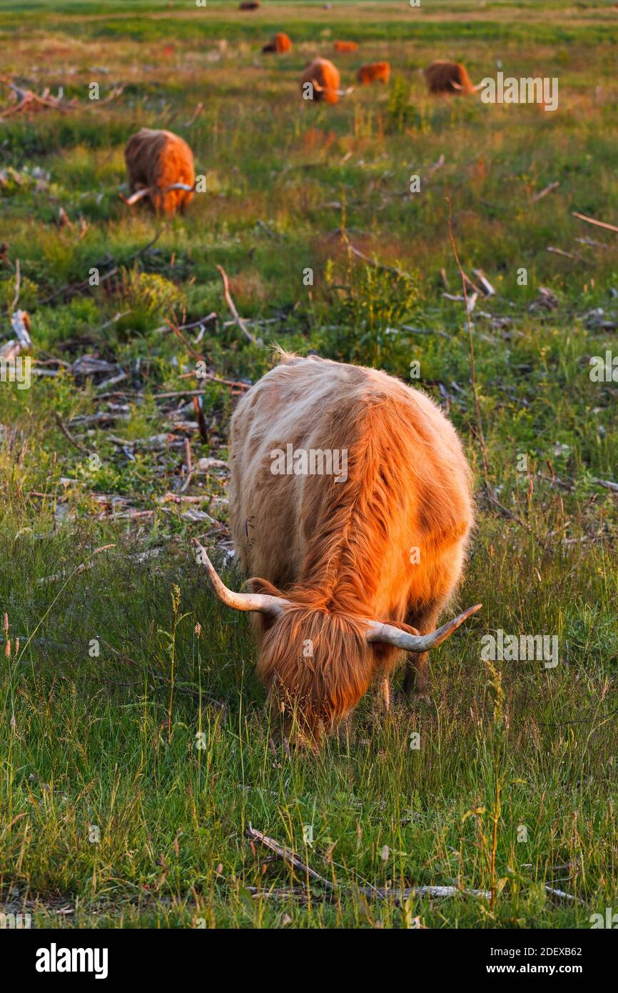 Highland cattle nose detail hi-res stock photography and images - Alamy