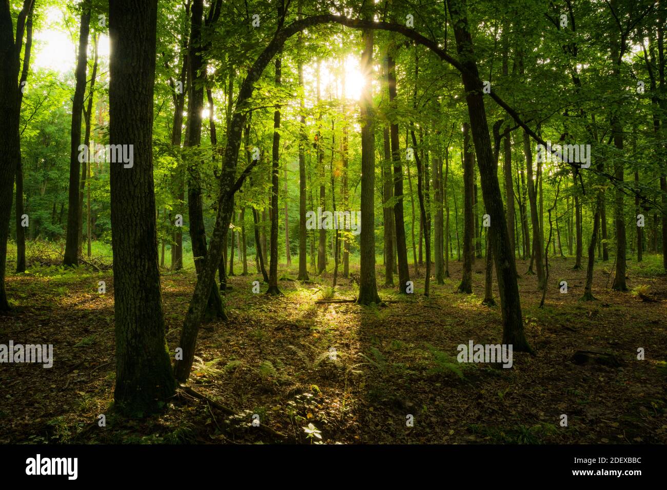Sunny sunlight sunshine summer hi-res stock photography and images - Alamy