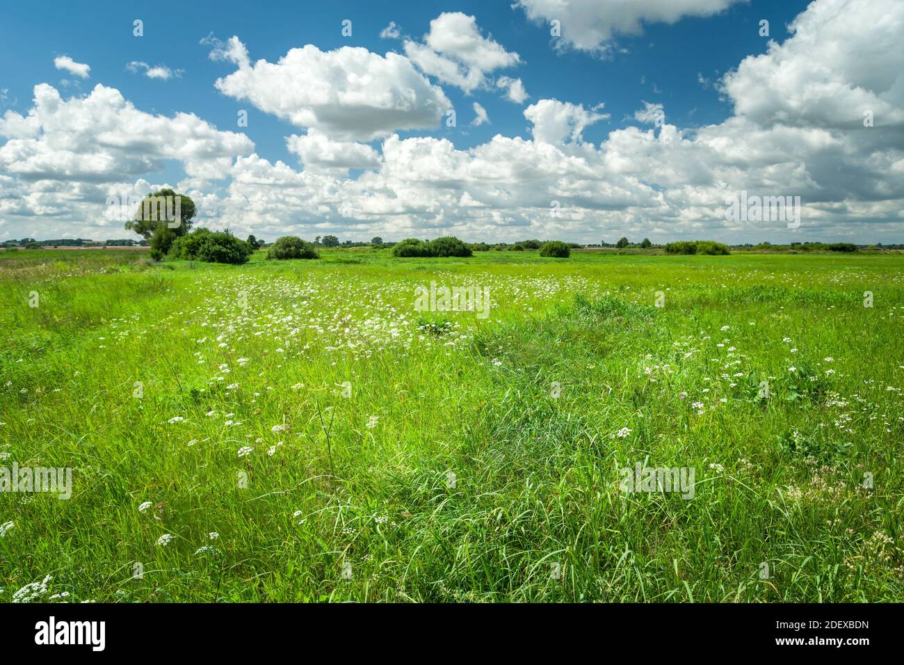 High green grass in hi-res stock photography and images - Alamy