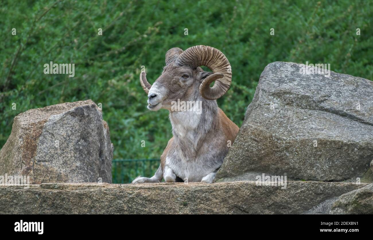Marco-Polo-Schaf (Ovis ammon polii), Tierpark, Friedrichsfelde ...