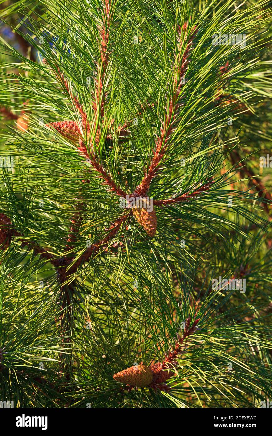 Branches of the fur-tree Stock Photo - Alamy