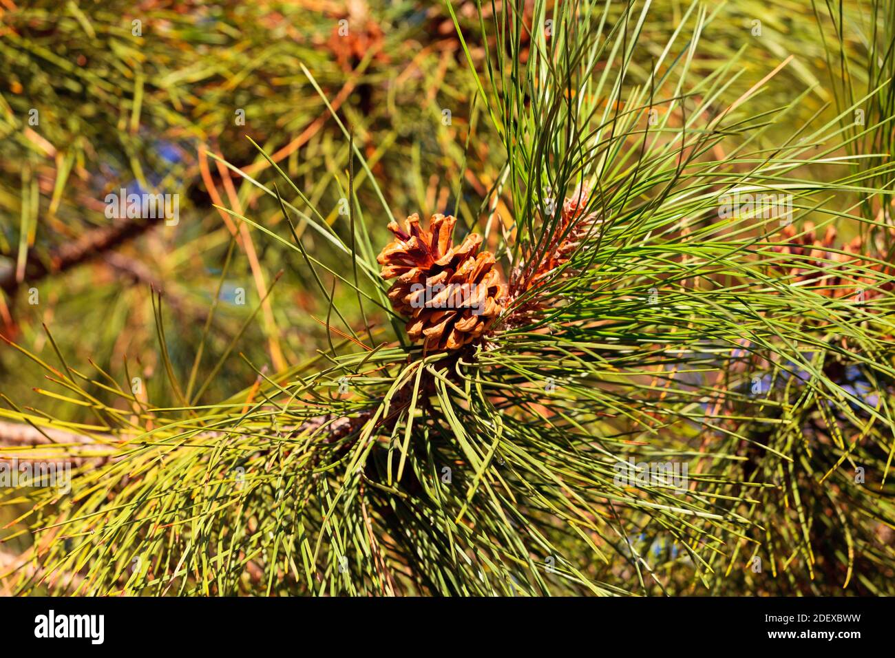 Branches of the fur-tree Stock Photo - Alamy