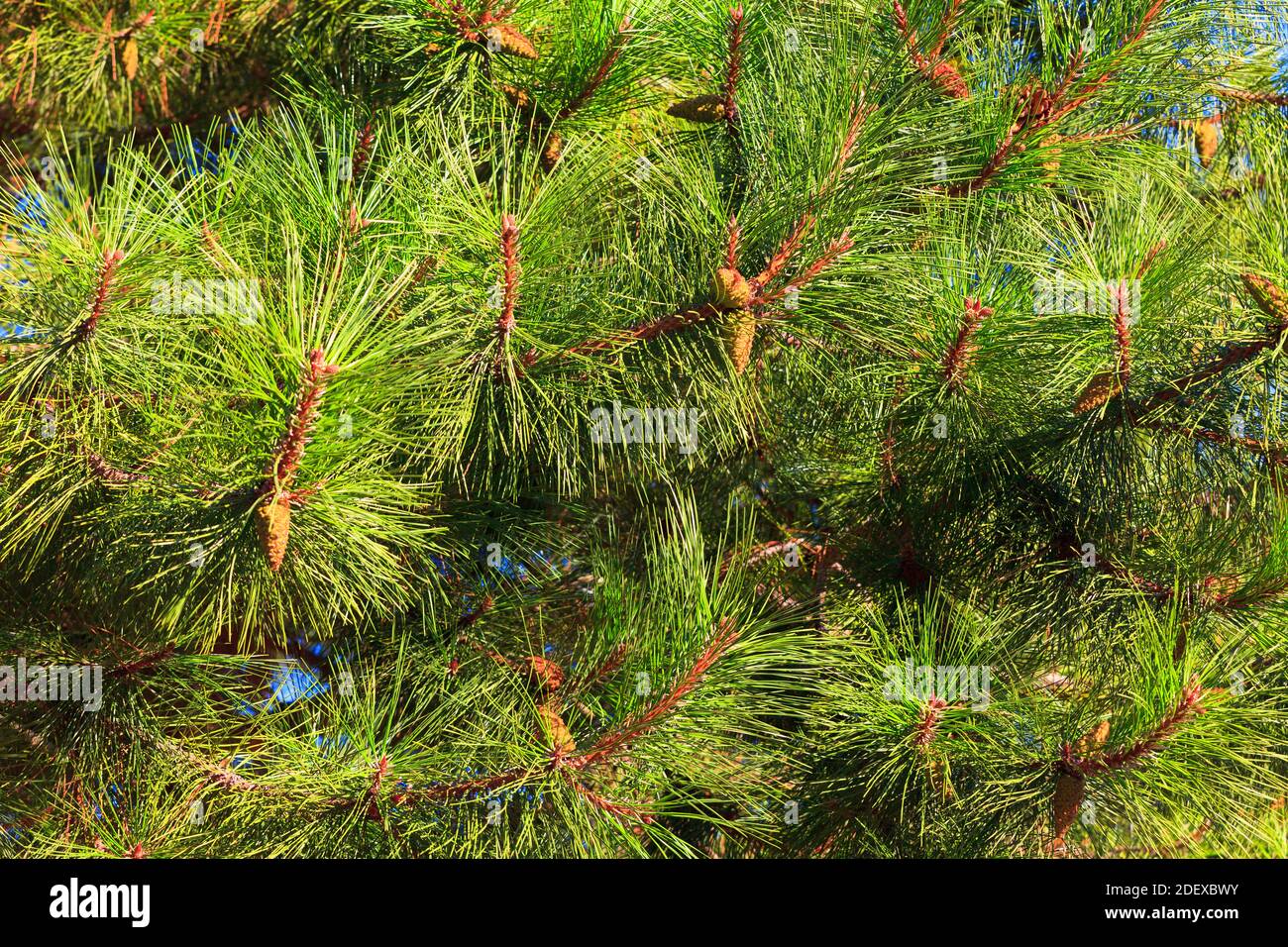 Branches of the fur-tree Stock Photo - Alamy
