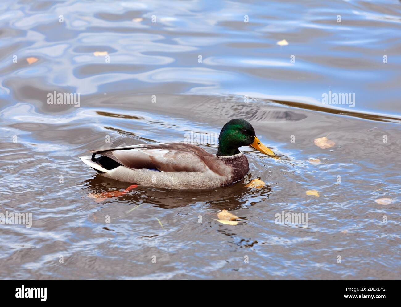Drake swimming in a pond Stock Photo - Alamy