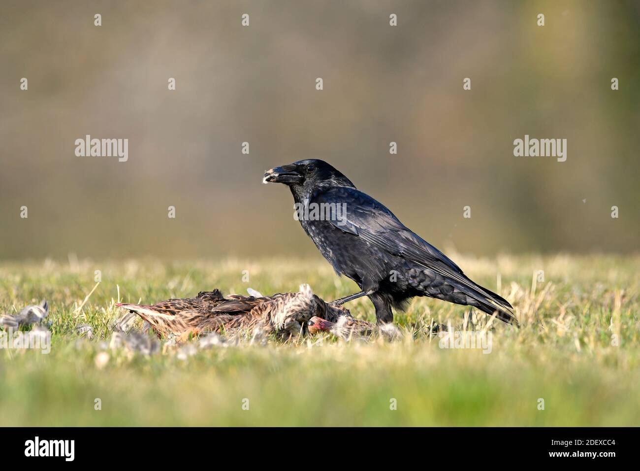 Dead crow farmland hi-res stock photography and images - Alamy