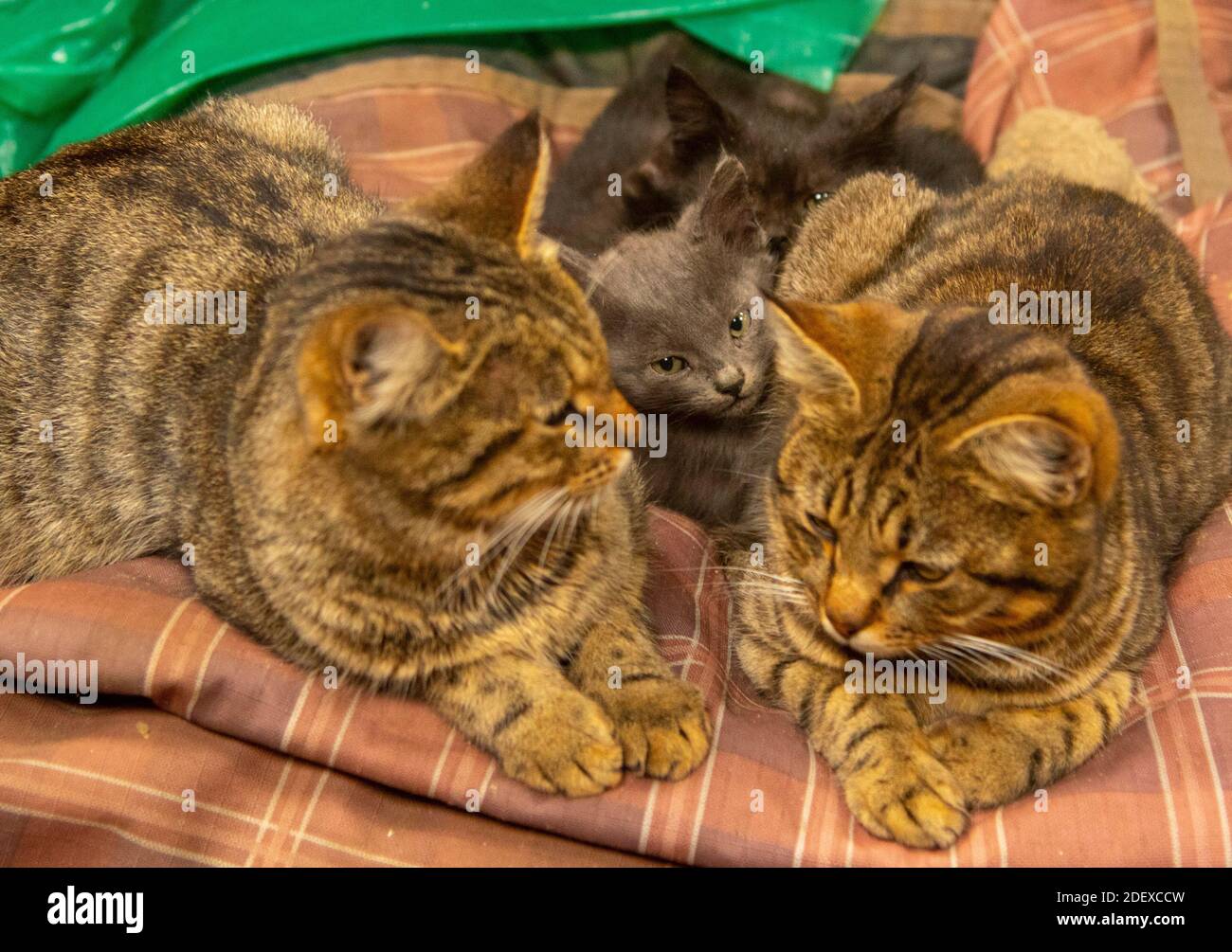 Cat family. Two tabby cats and several kittens are lying on a checkered ...