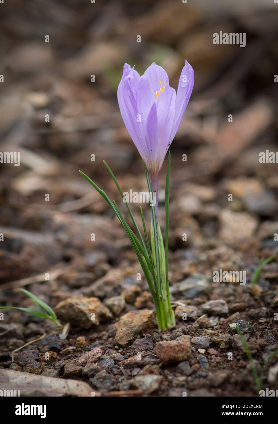 Colchicum lusitanum hi-res stock photography and images - Alamy