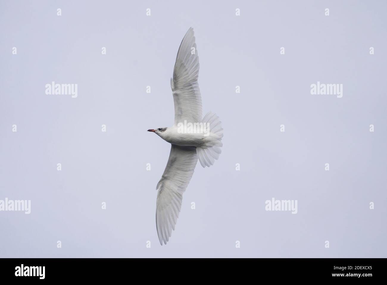 Mediterranean gulls (Ichthyaetus melanocephalus) in flight, Andalusia ...