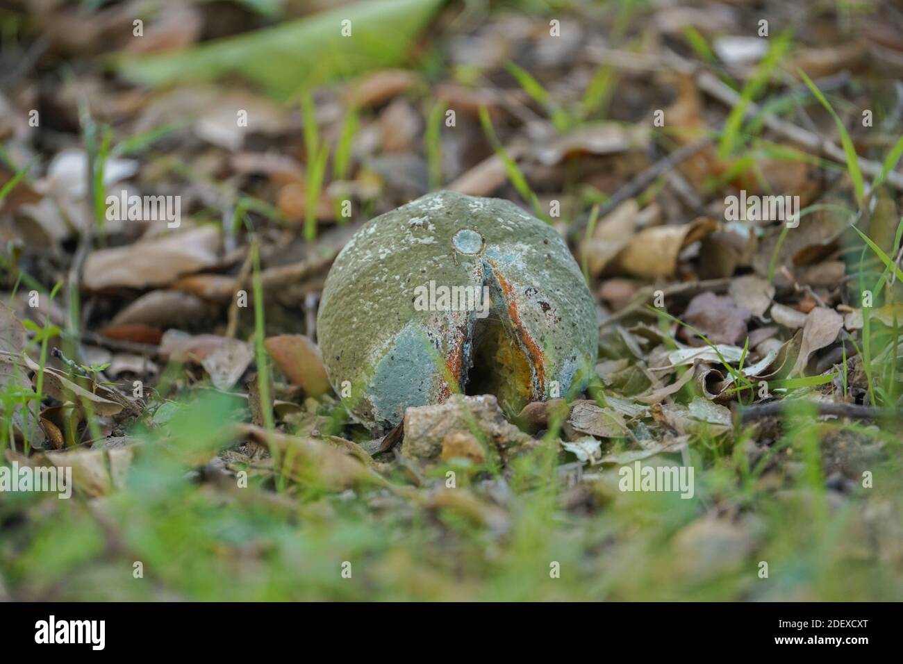 Green rot on an orange rotting under orange tree. Spain Stock Photo - Alamy