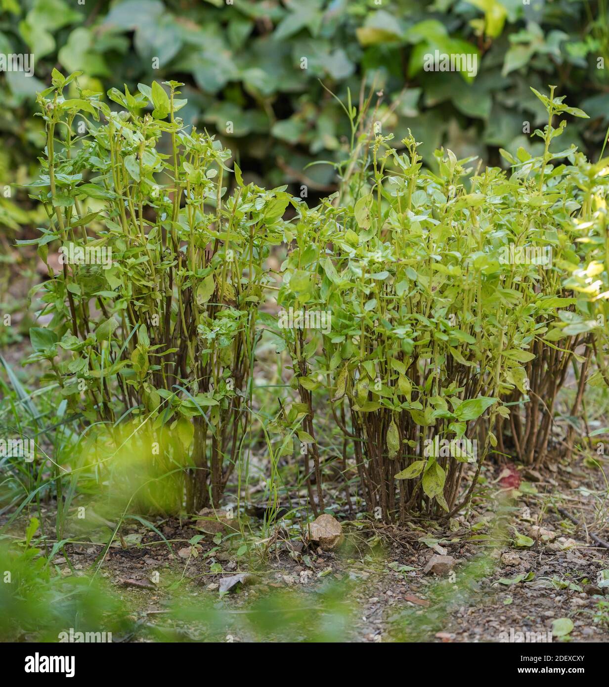Mature basil plants hi-res stock photography and images - Alamy