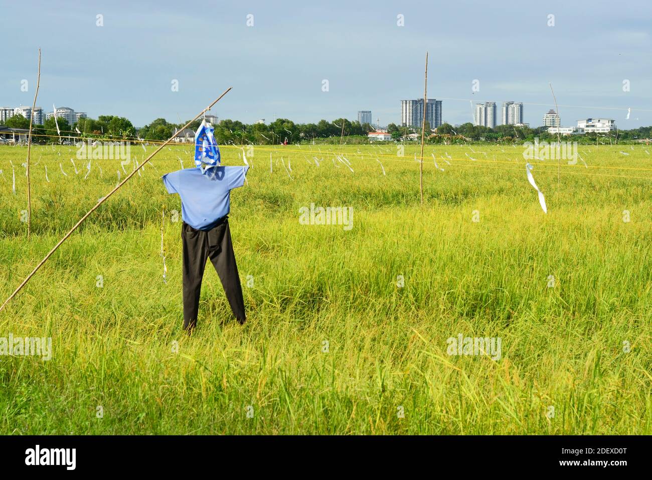 Paddy field with scarecrow hi-res stock photography and images - Alamy