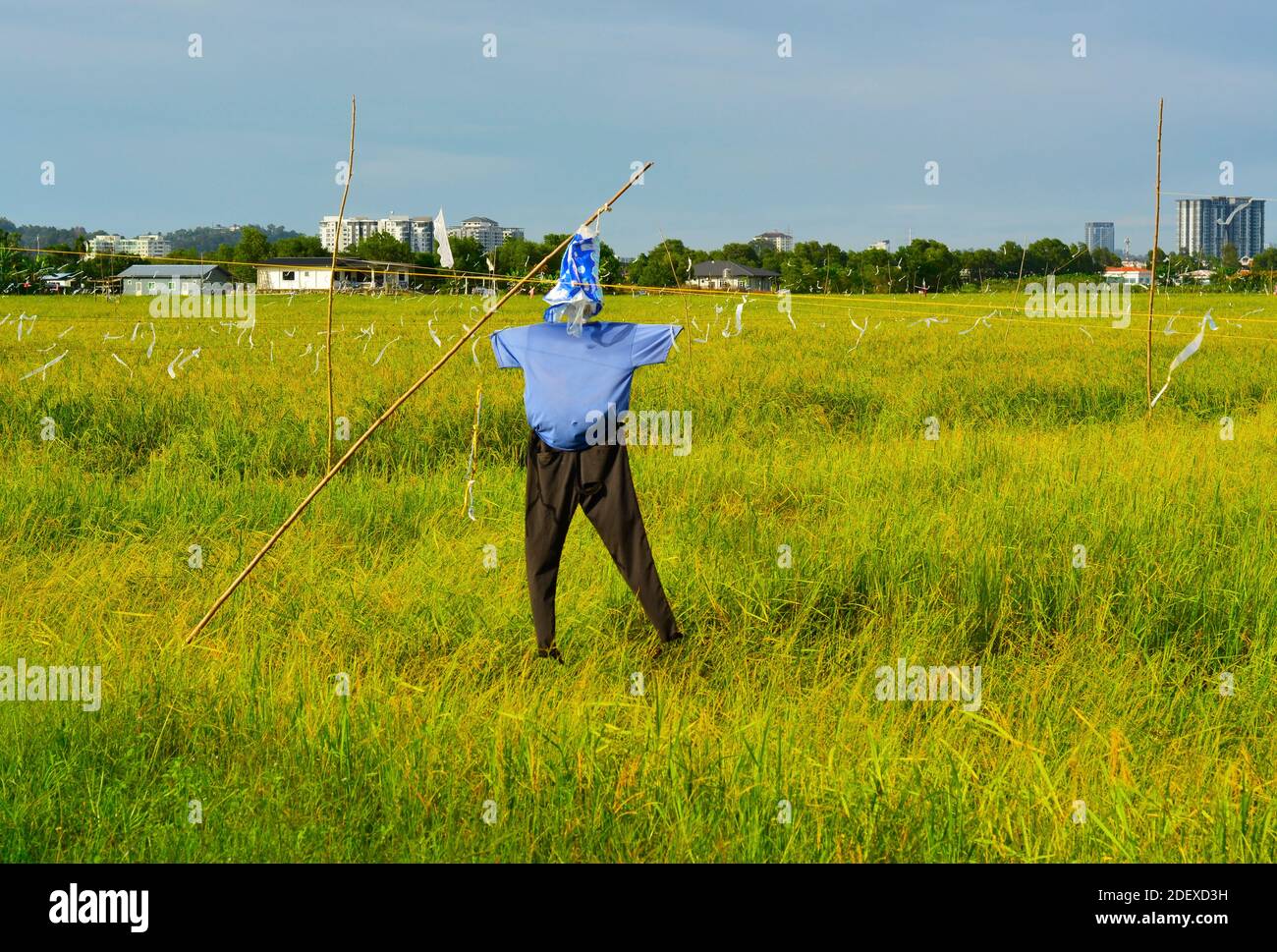 Paddy field with scarecrow hi-res stock photography and images - Alamy