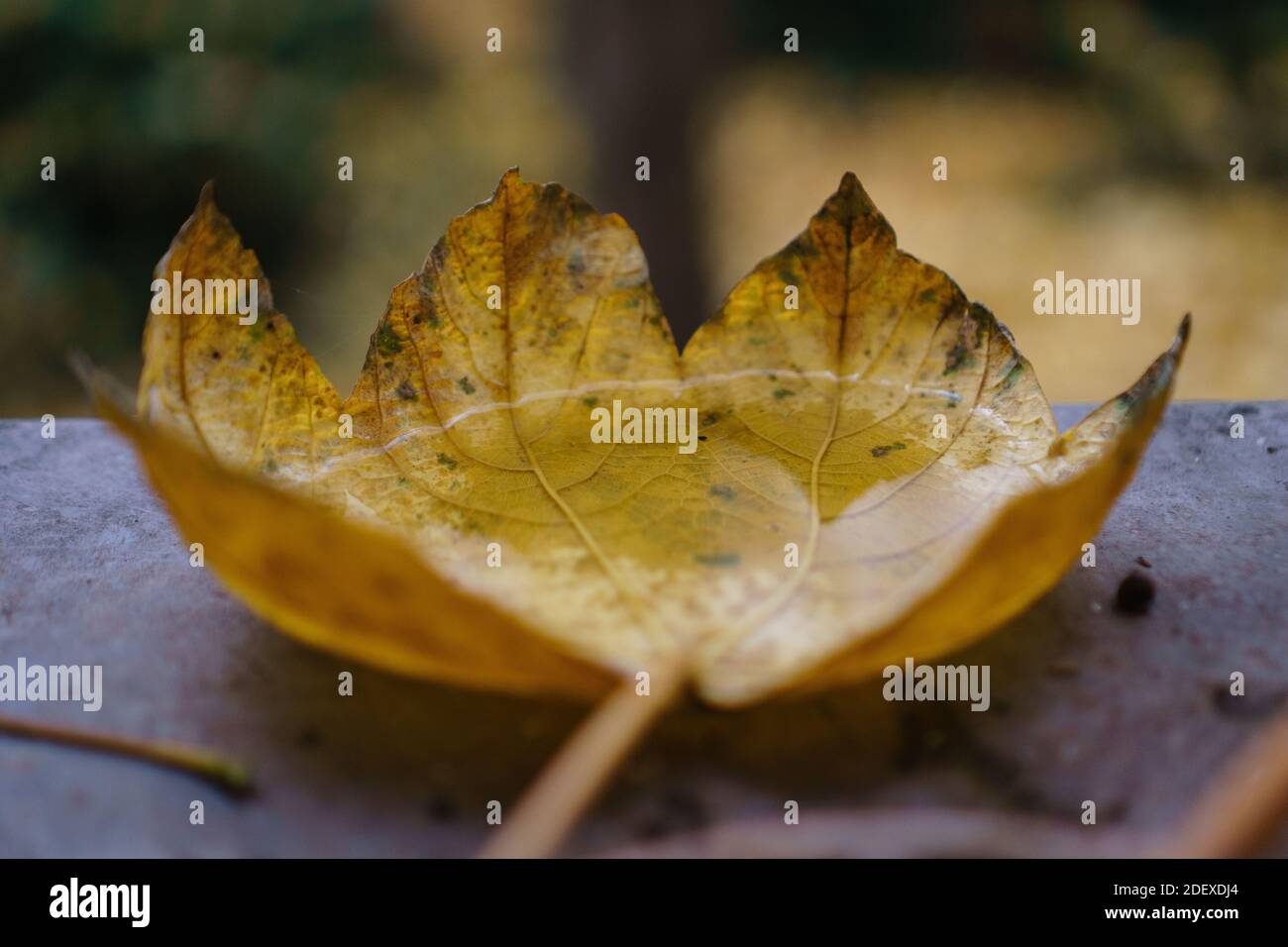 Collecting raindrops hi-res stock photography and images - Alamy